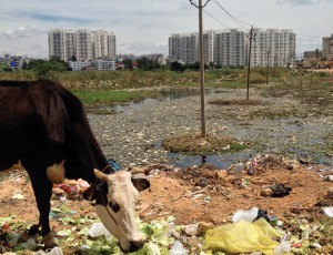 The Bangalore Lake Diaries